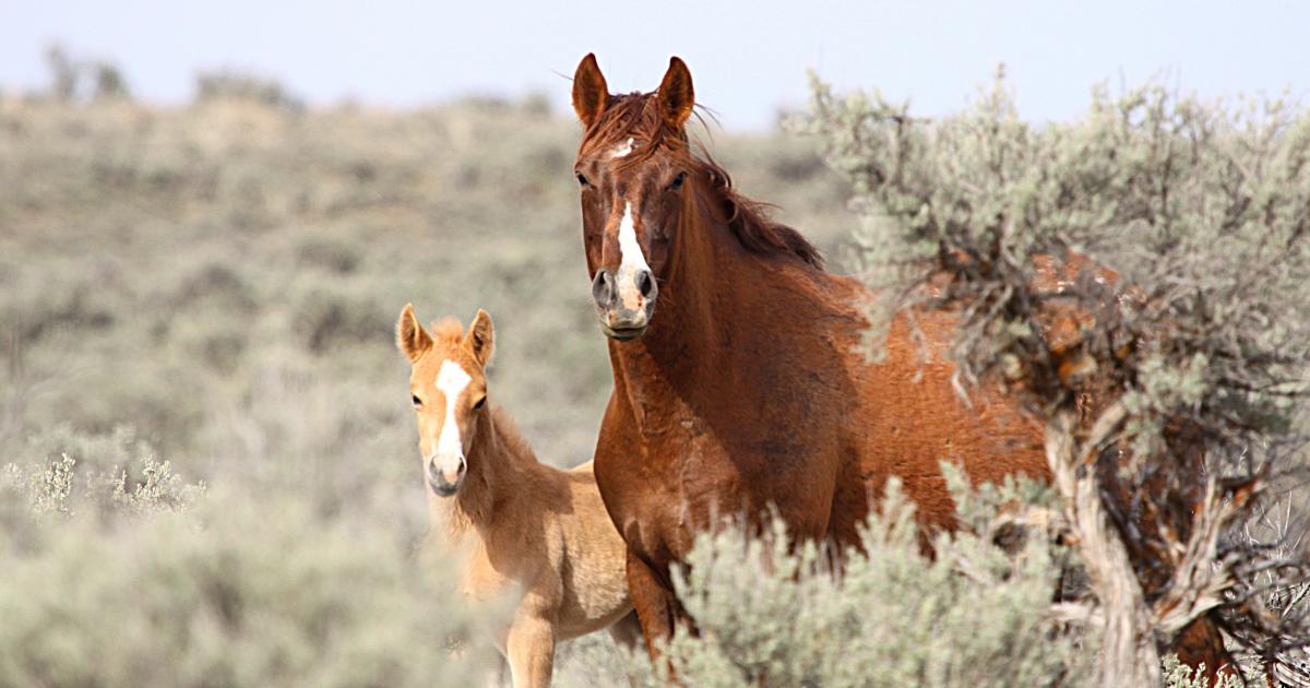 BLM announces new grants to support wild horse and burro initiatives in ...