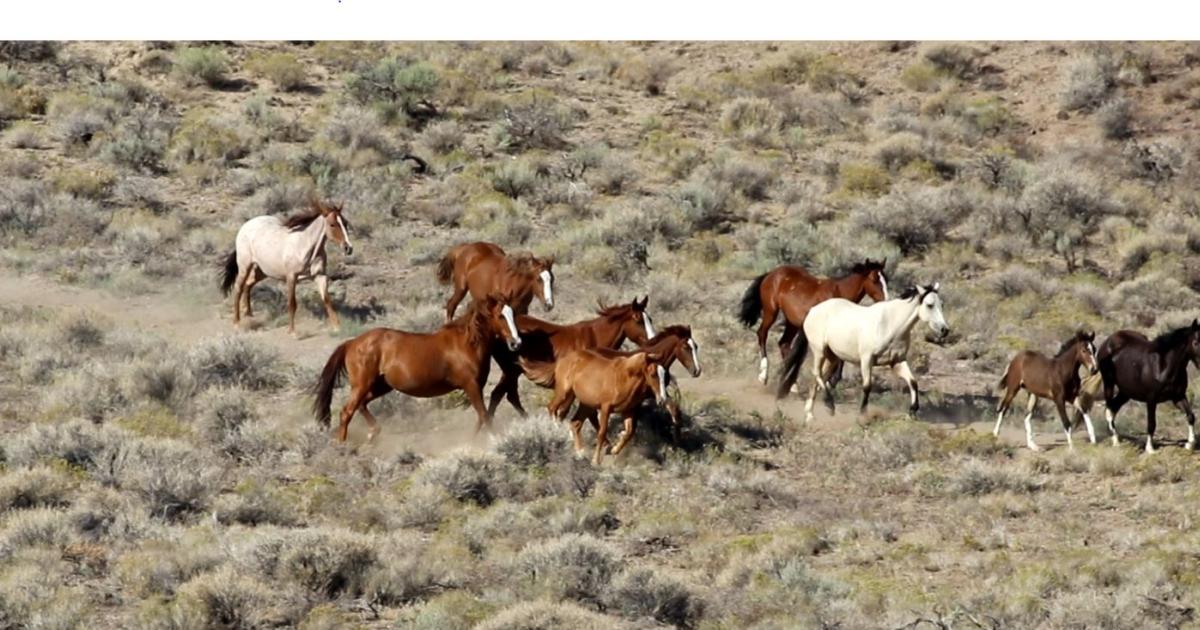 Bureau of Land Management concludes Black Mountain, Hardtrigger, Sands ...