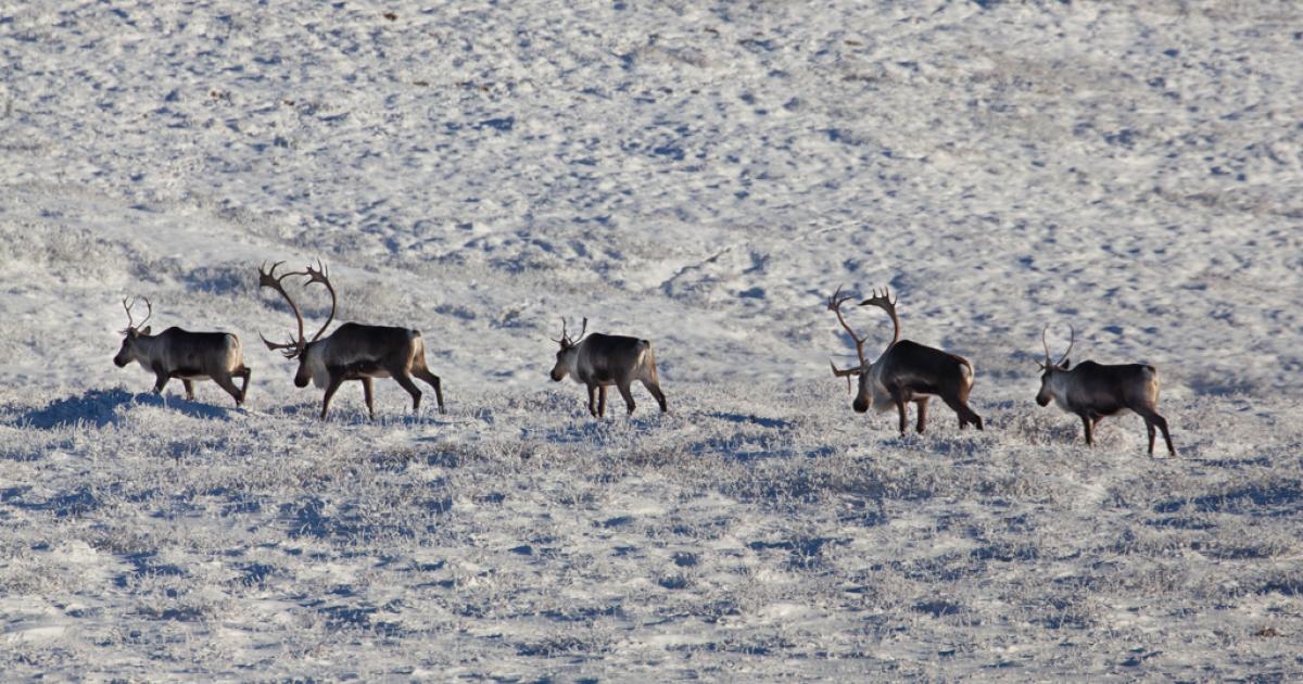 BLM Opens Fortymile Caribou Federal Subsistence Hunt on October 27 ...