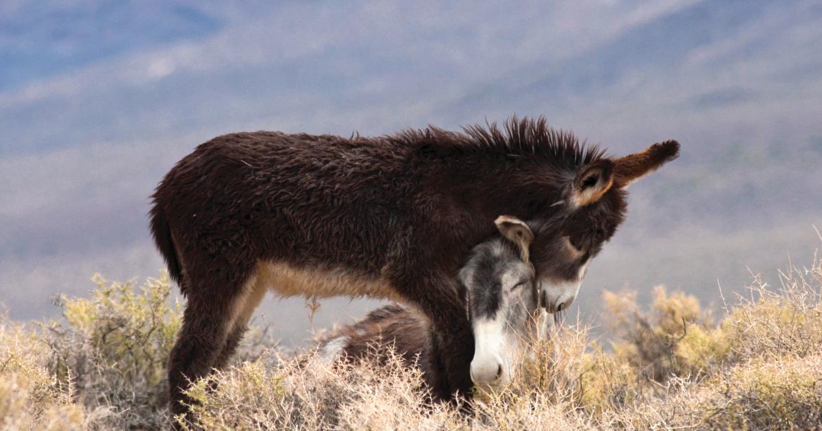BLM, USFS seek National Wild Horse and Burro Advisory Board member ...