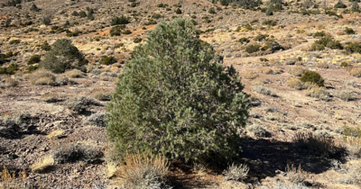 The BLM offers online Christmas tree cutting permits | Bureau of Land ...
