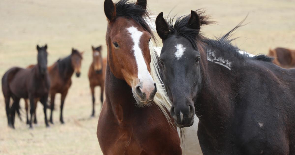 BLM releases new funding opportunity for wild horse and burro research ...