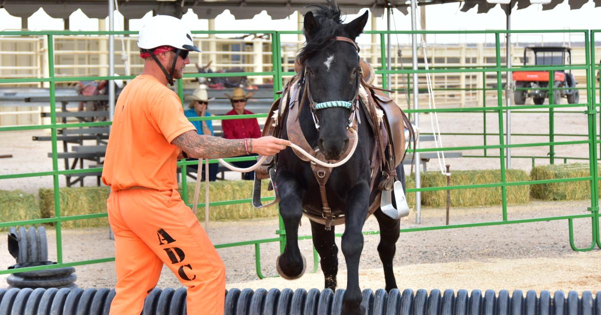 Nov. 2-3: BLM seeking good homes for wild horses and burros at Empire ...