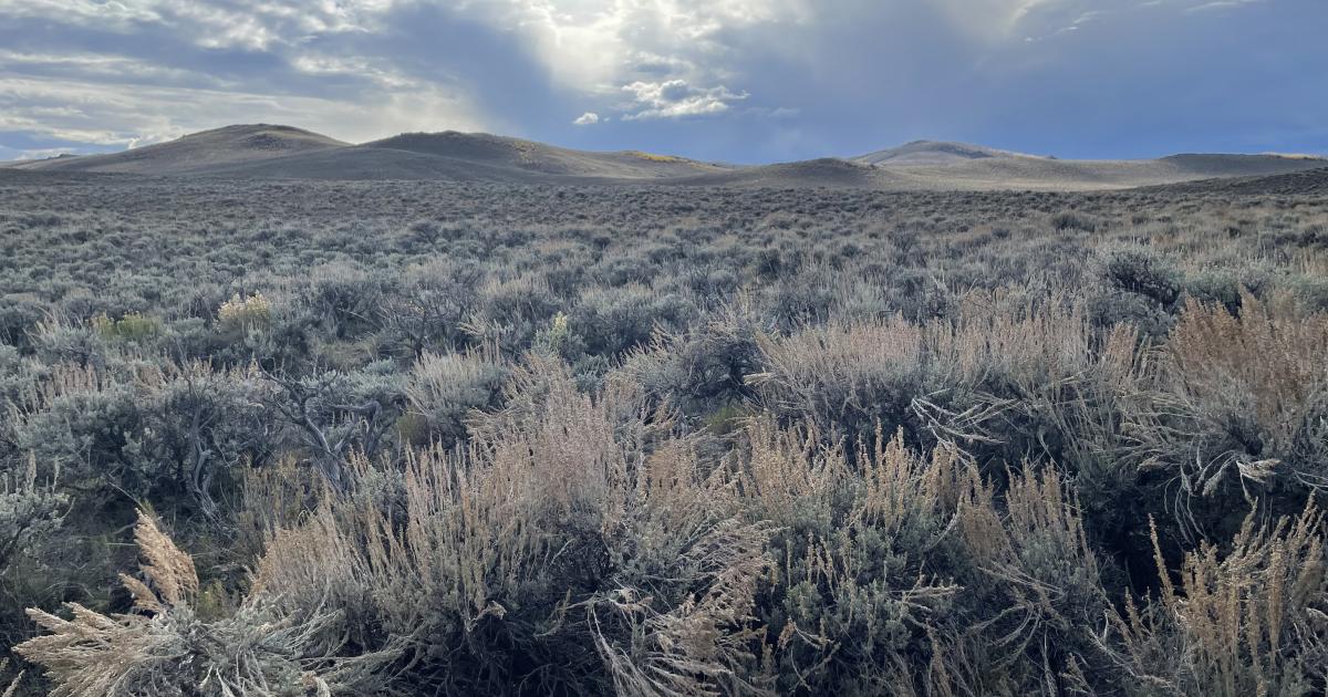 BLM seeks public input for plan supporting Gunnison sage-grouse ...