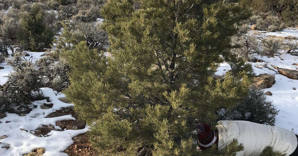 BLM selling Christmas trees in New Mexico | Bureau of Land Management
