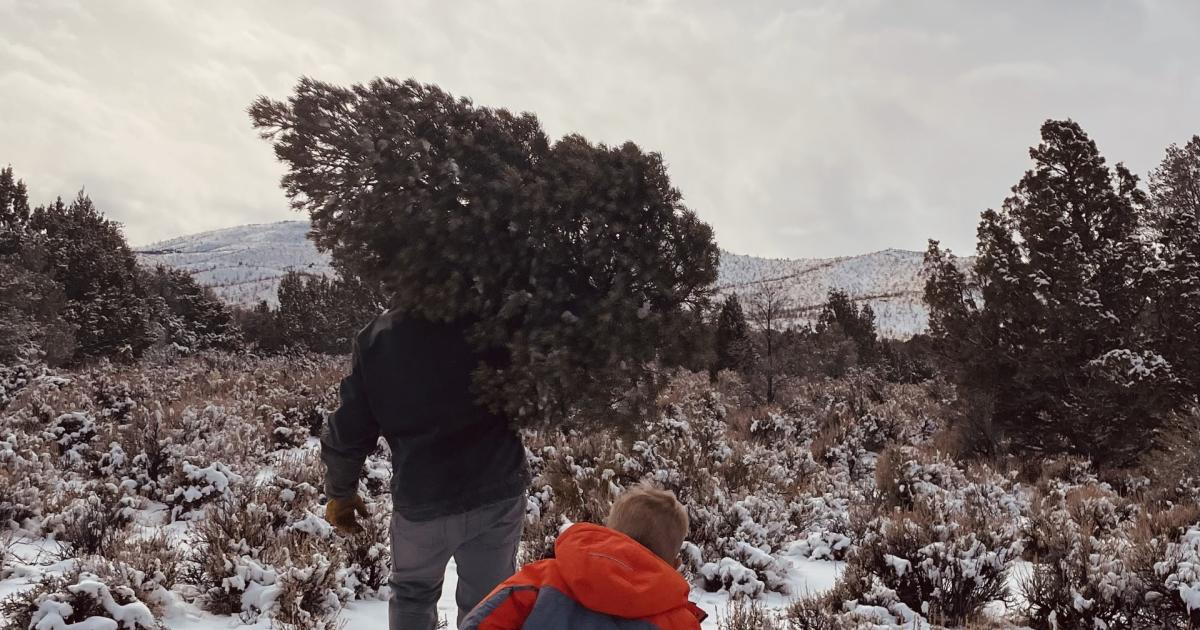BLM Christmas Tree permits available online and in-person, starting ...