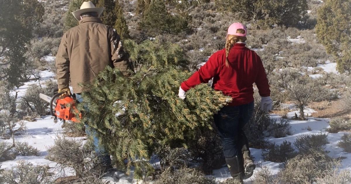 BLM Ely District selling Christmas tree-cutting permits | Bureau of ...