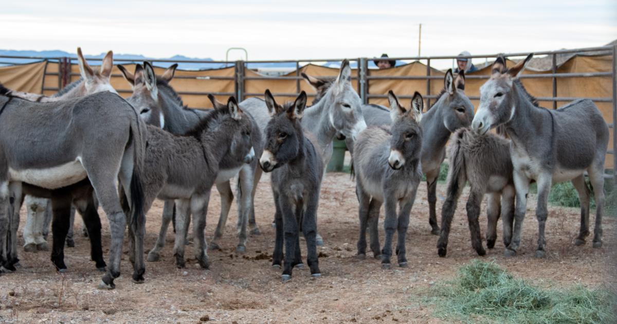 2024 Black Mountain HMA Wild Burro Gather - Gather Complete | Bureau of ...