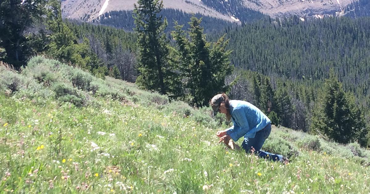 Dillon Field Office Gathers (and sows) the “Seeds of Success” | Bureau ...