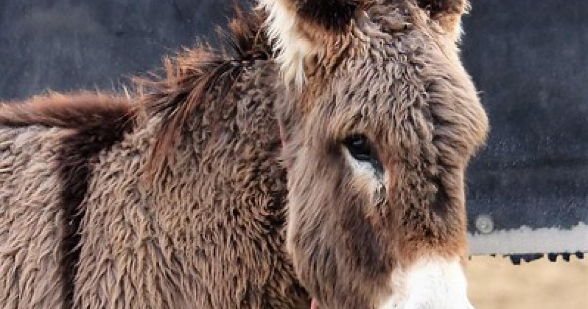 BLM to offer horses, burros for adoption in Ferndale | Bureau of Land ...