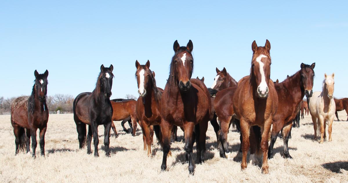 BLM to hold wild horse and burro adoption event in Billings, June 8-9 ...