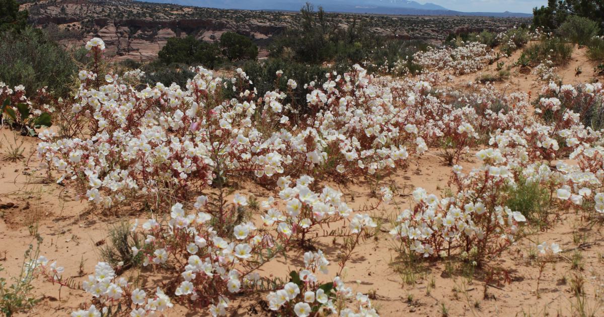 Programs: National Conservation Lands: Utah: Lost Spring Canyon WSA ...
