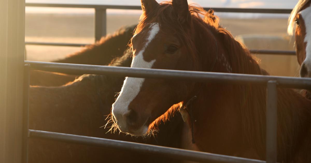 BLM kicks off spring with two wild horse and burro adoption events in ...