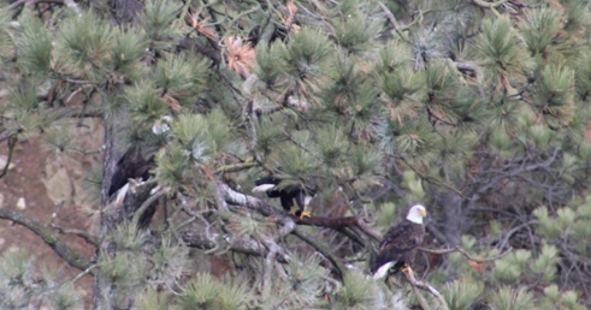 BLM Coeur d’ Alene District Office Personnel Host Veterans Eagle Watch ...