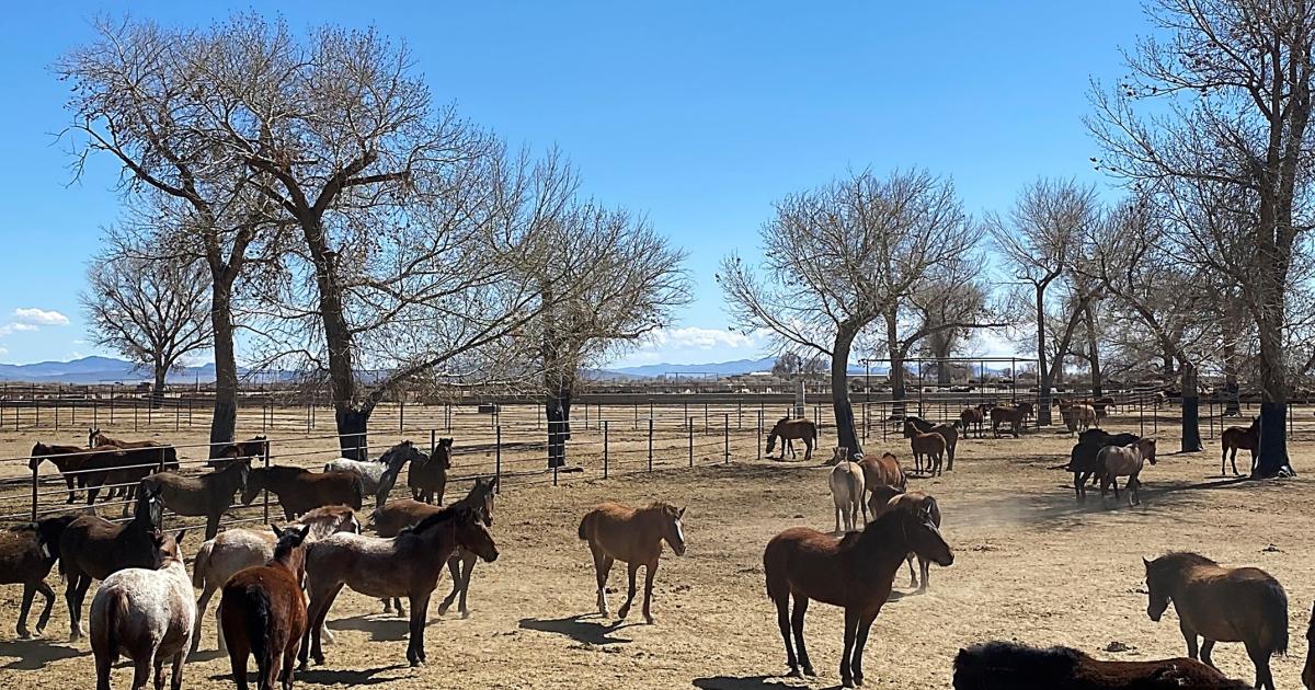 BLM offers public tour of Indian Lakes Off-Range Corrals located in ...