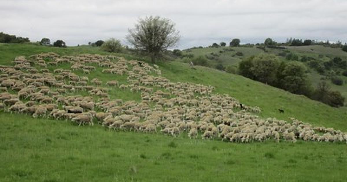 Sheep to arrive at Cronan & Magnolia Ranch to graze on invasive plants ...