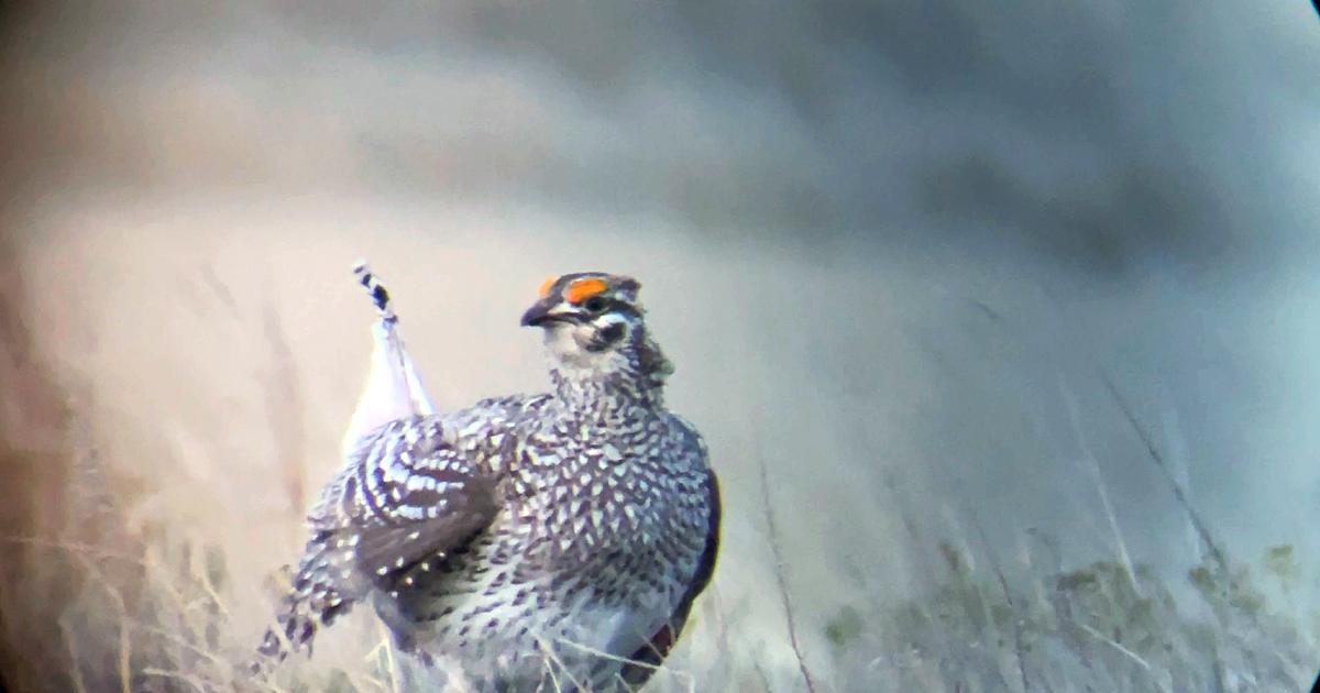 Snipe Hunt Doesn’t Disappoint | Bureau of Land Management