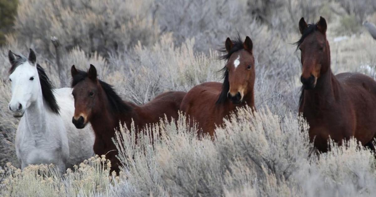 BLM Colorado offers wild horses and burros for adoption at the Douglas ...