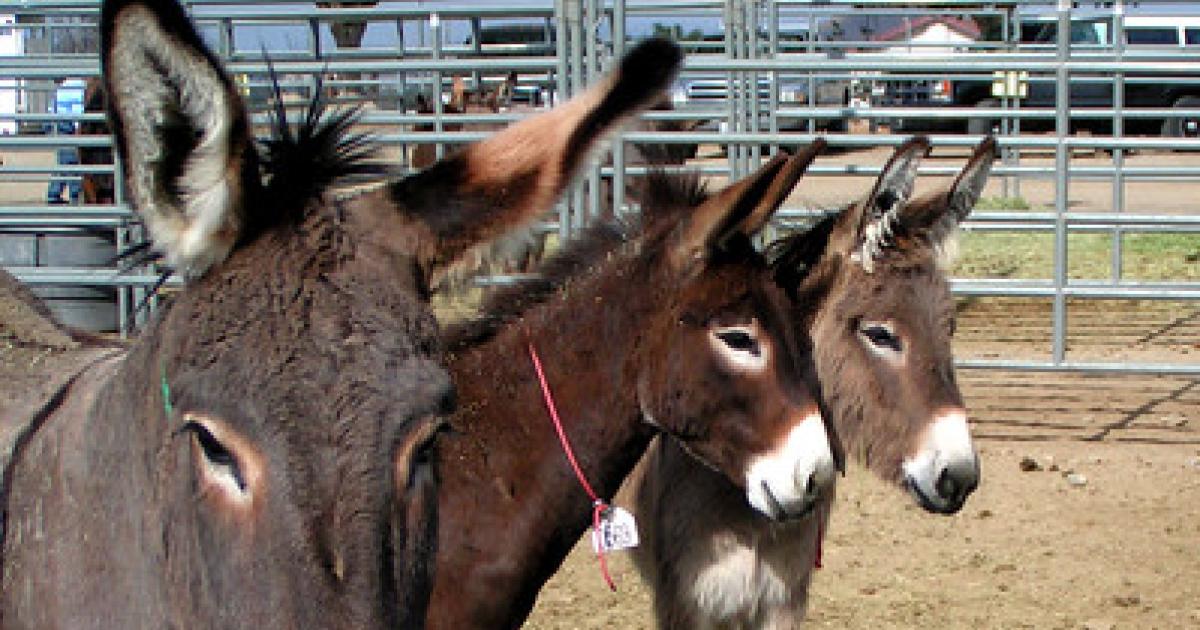 BLM looking for good homes for burros during Wild Horse and Burro ...