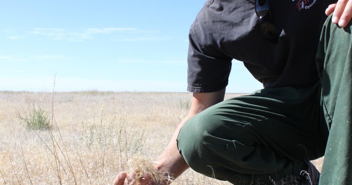 Invasive Species and BLM Fire | Bureau of Land Management