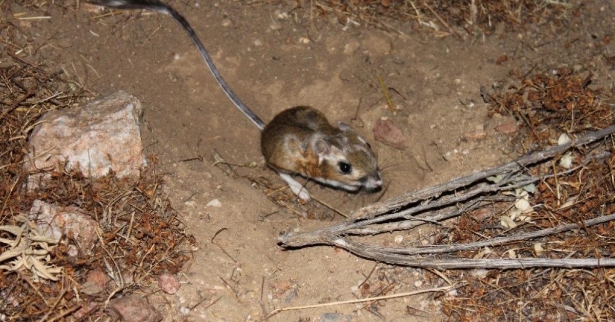 Unleashing the Science - BIL funding will benefit Stephens’ kangaroo ...