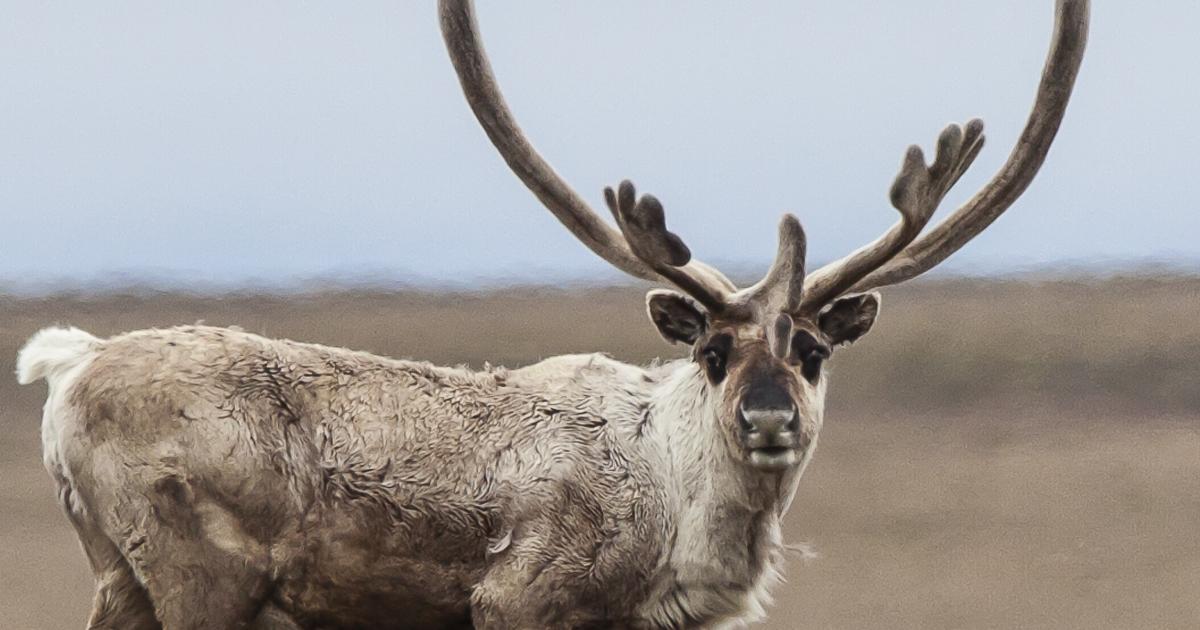 BLM welcomes input on Special Areas in Alaska’s Western Arctic | Bureau ...