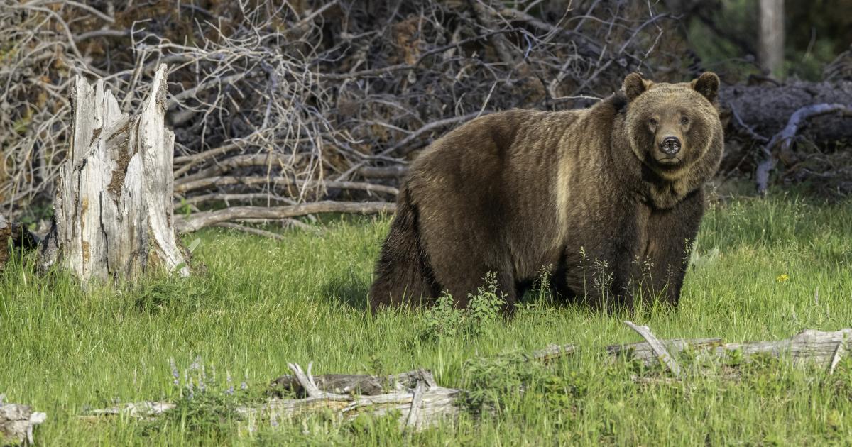 BLM implements restrictions at Carbella Recreation Site due to grizzly ...