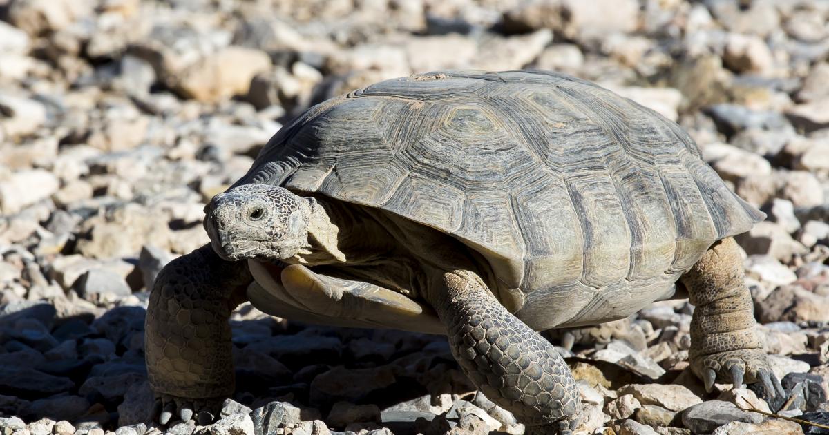 BLM seeks input on Northern Ivanpah Valley Desert Tortoise habitat plan ...