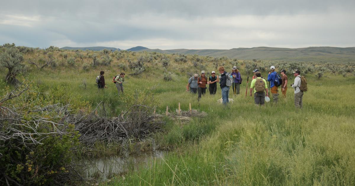 Ripple Effect: Dillon Field Office Partners Help Riparian Areas Thrive ...
