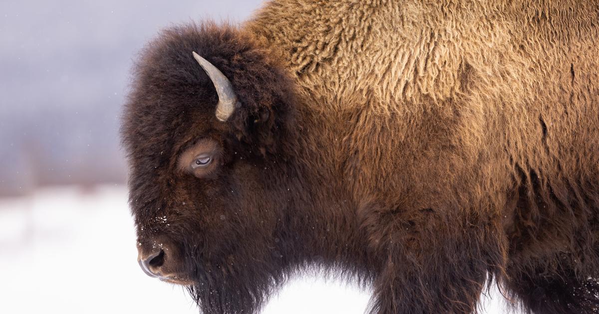 Alaska Wood Bison Restoration project poised to build on decades of ...