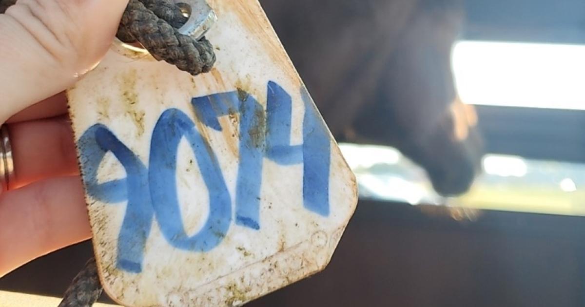 BLM Wild Horse & Burro Program Adoption Experiences: Joker’s Journey ...