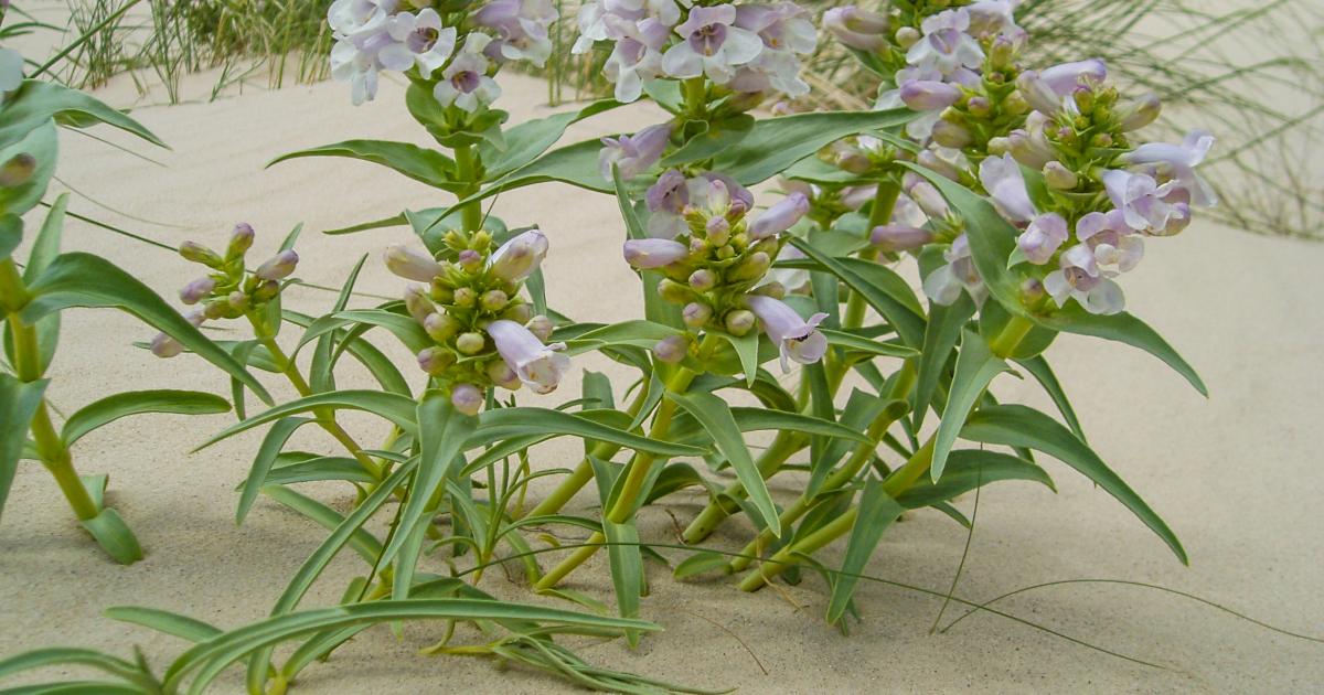 BLM Biologist discovers endangered plant | Bureau of Land Management