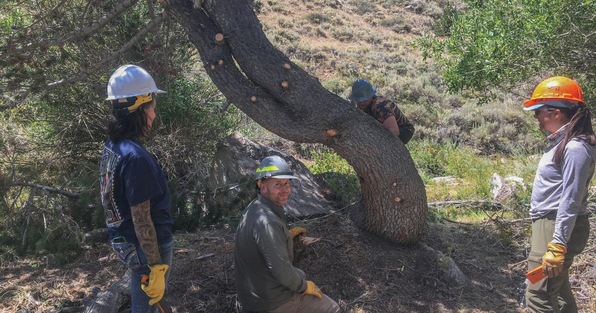 Felling trees for fish habitat | Bureau of Land Management