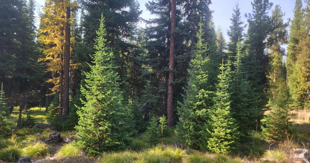 Missoula BLM Launches Online Permits for Firewood and Christmas Trees ...