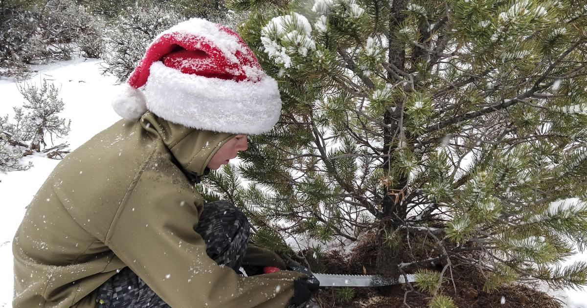 BLM selling Christmas trees in New Mexico | Bureau of Land Management