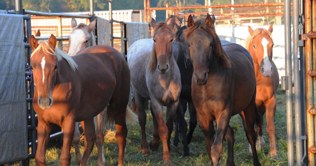 BLM awards $25 million to accelerate wild horse and burro training and ...