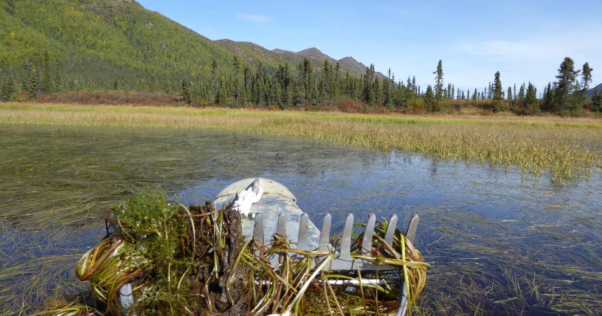 Gravel to Gravel: Combating Elodea to protect Alaska's salmon habitats ...