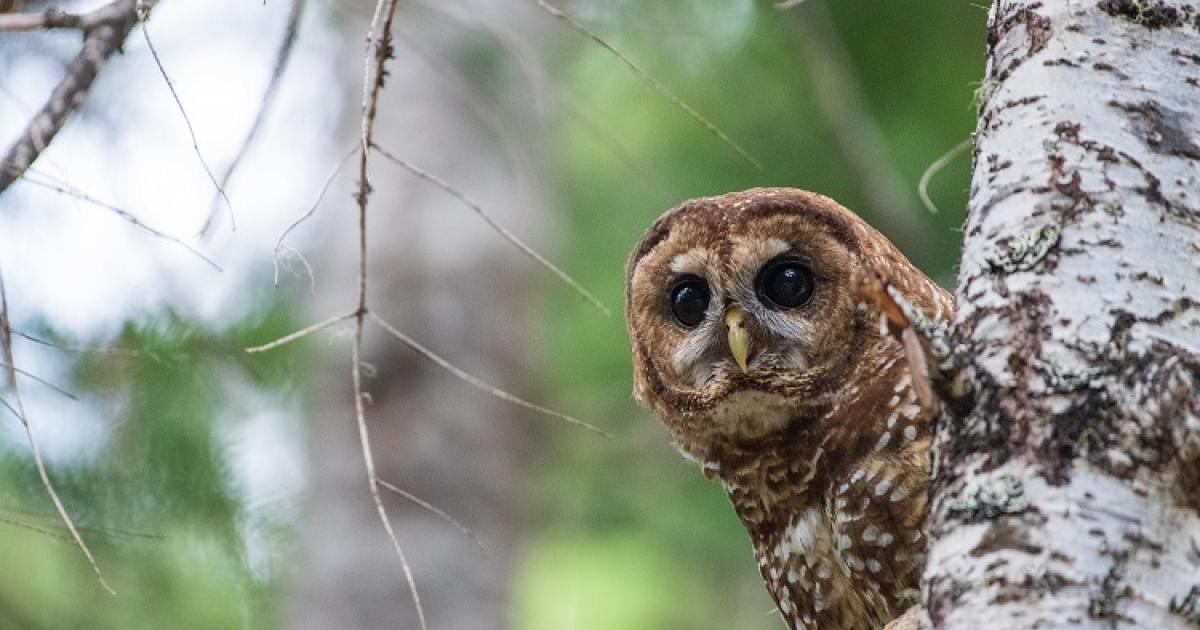 Barred Owl Management Strategy and Implementation of the Barred Owl ...