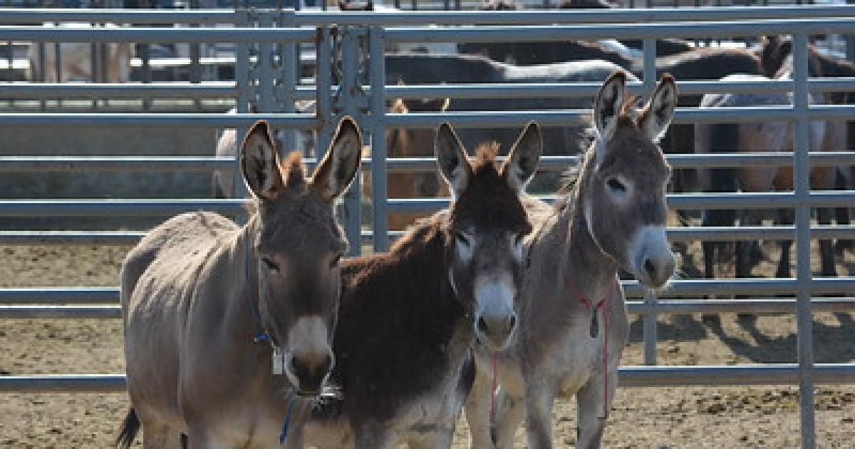 BLM to begin Canyonlands Herd Management Area wild burro gather ...