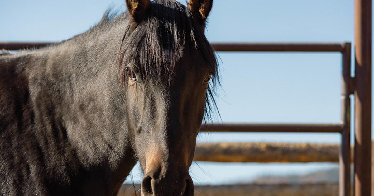 BLM Wild Horse and Burro Adoption Event Coming to Hugo Rodeo Arena ...