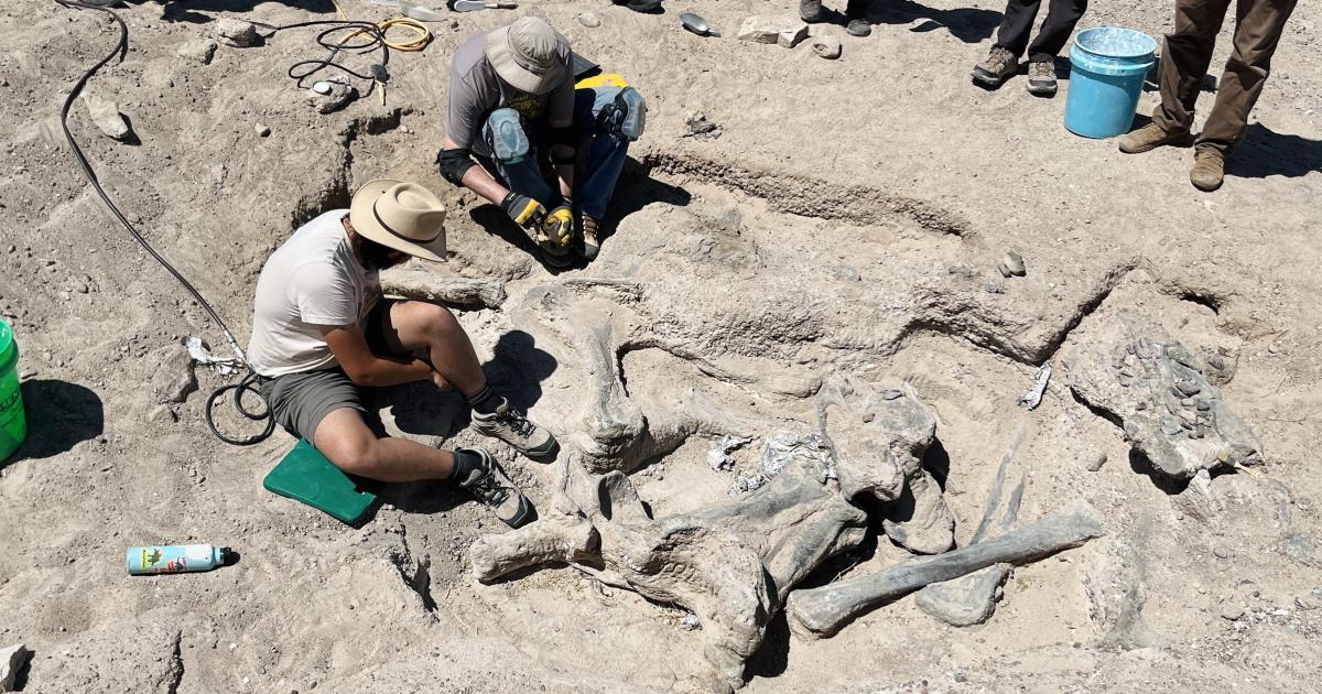 Free daily dino tours return to Hanksville-Burpee Dinosaur Quarry for 2025 Season | Bureau of ...
