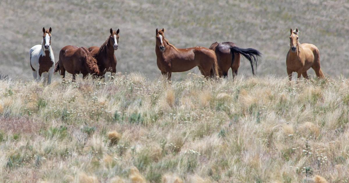 BLM hosts meeting on vehicle use for wild horse and burro management ...