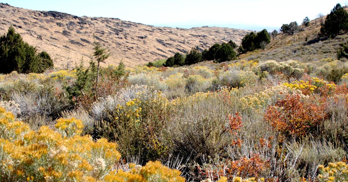 Tackling invasive plants: a unified approach in the California High ...