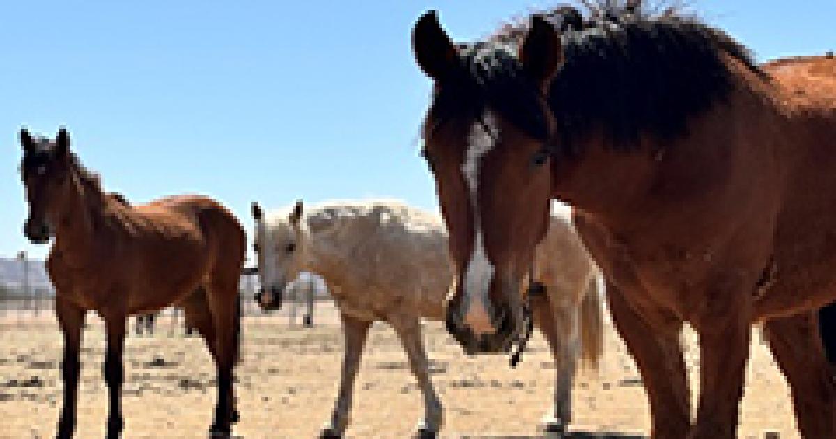 Ridgecrest Regional Wild Horse and Burros Corrals Wild Horse and Burro ...