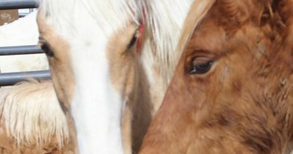 BLM schedules wild horse and burro event in Livingston, Texas | Bureau ...