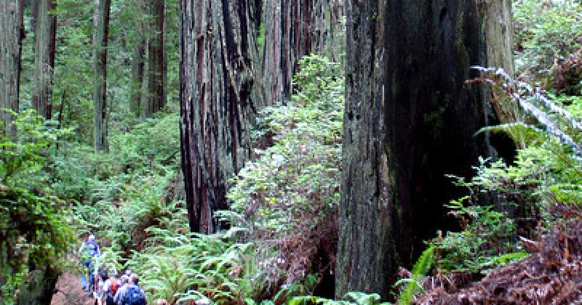 BLM announces summer activities in Headwaters Forest Reserve | Bureau ...