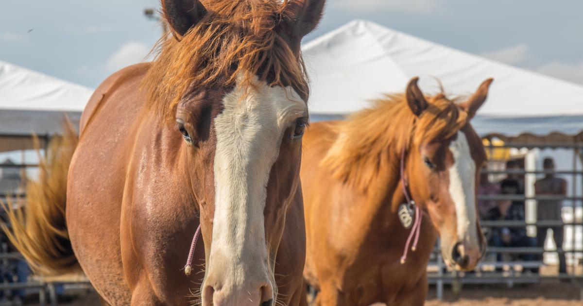 Adopt a wild horse or burro during BLM’s July Online Corral auction ...