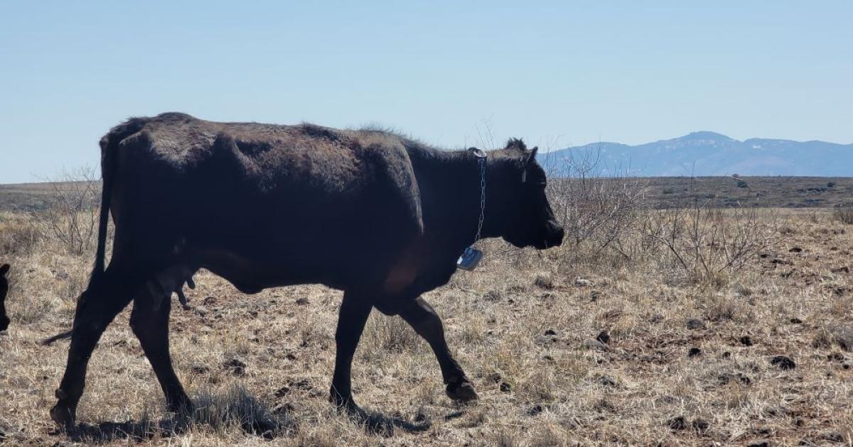 BLM Arizona installs virtual fencing to enhance rangeland management ...