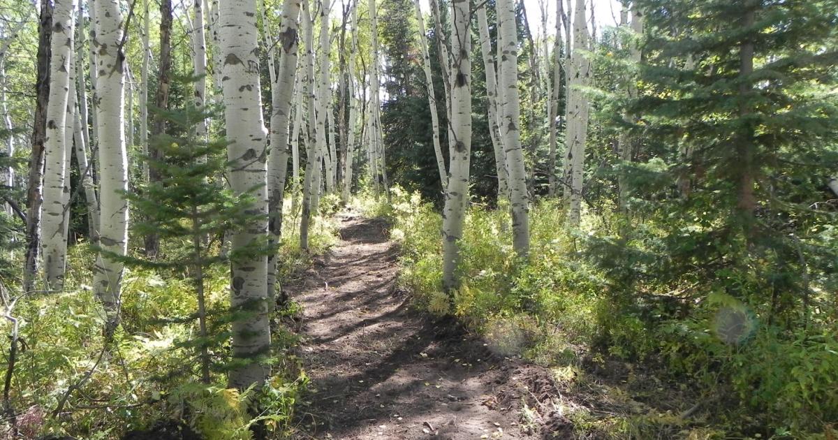 BLM begins work under Good Neighbor Authority on Beall Trail near ...