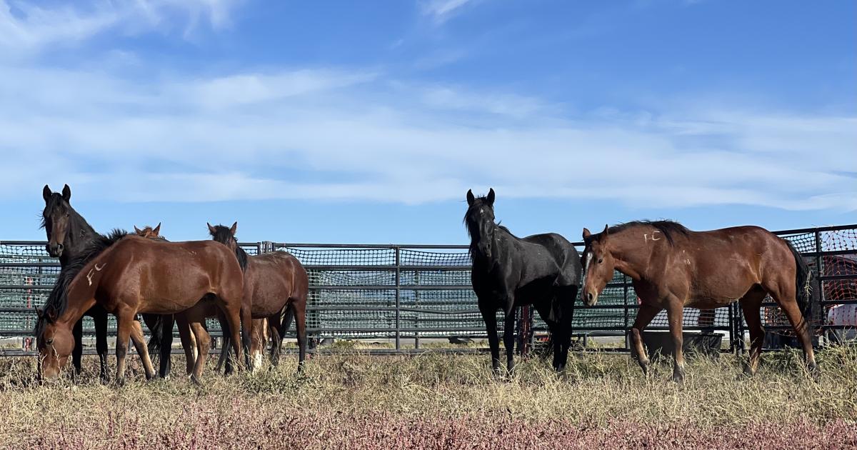 Myths and facts about motorized vehicle use in managing wild horses and ...